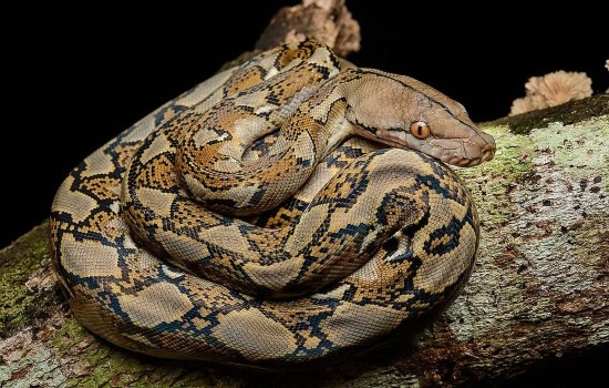 As 10 maiores cobras do mundo - Página 5 de 5 - Consulte Online